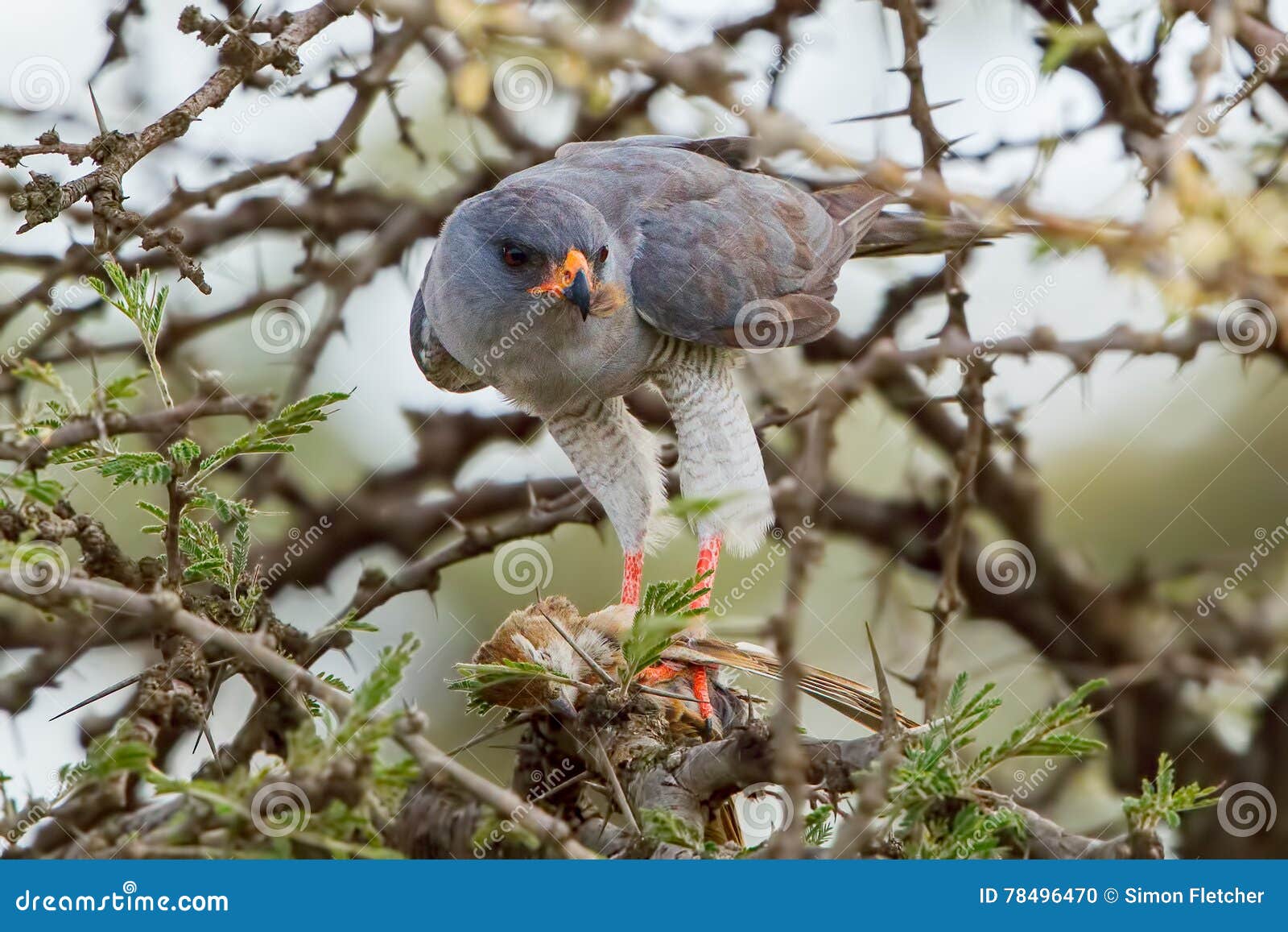 Gabar Goshawk (Melierax Gabar) Royalty-Free Stock Image | CartoonDealer ...