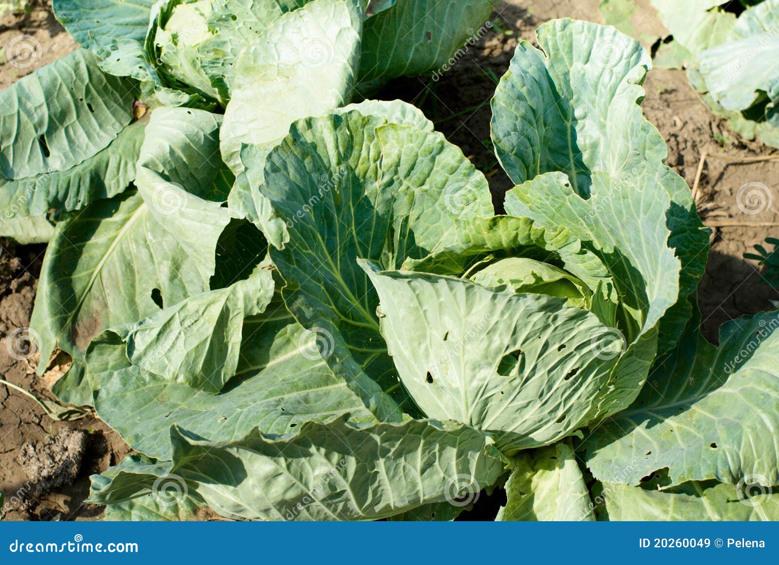 Gabbage in the garden stock image. Image of giving, rural - 20260049