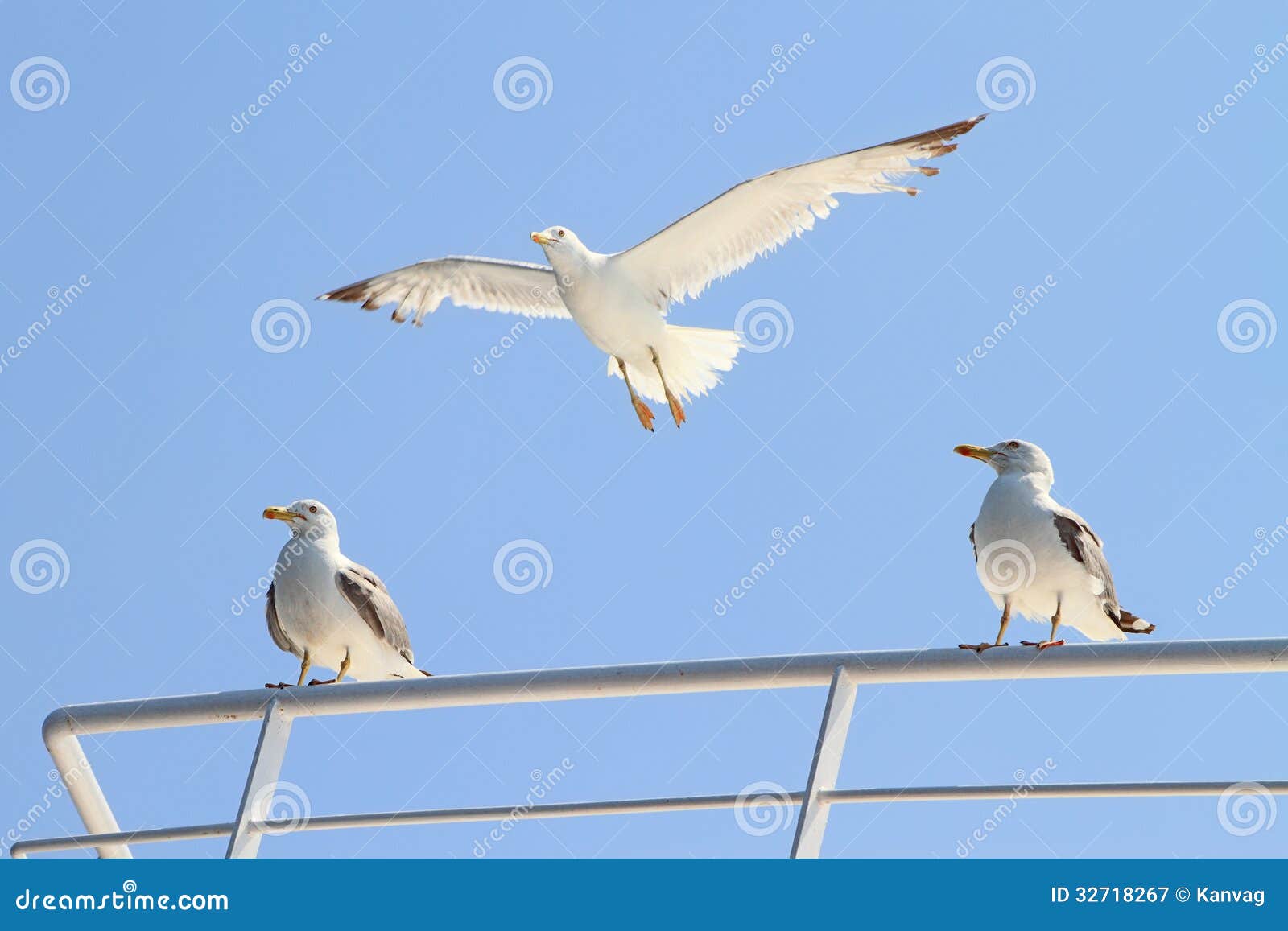 Gabbiani immagine stock. Immagine di becco, alto, diffusione - 32718267