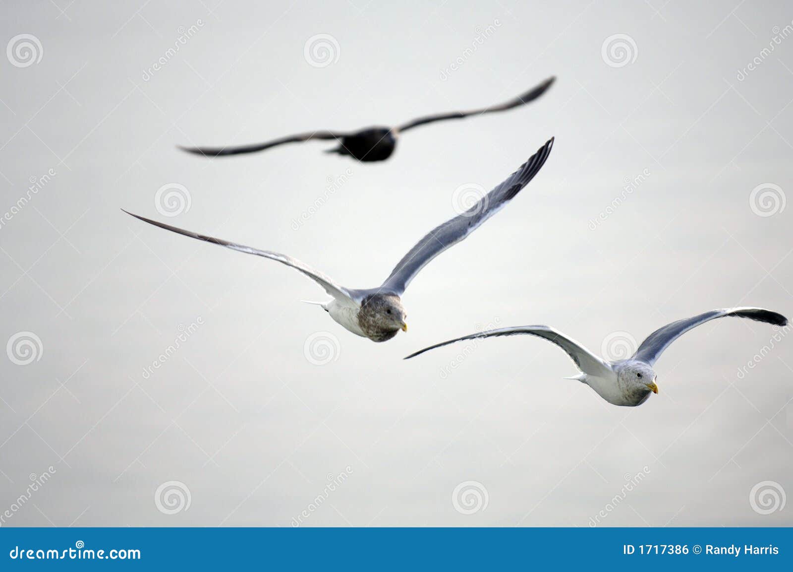 Gabbiani durante il volo fotografia stock. Immagine di scivolare - 1717386