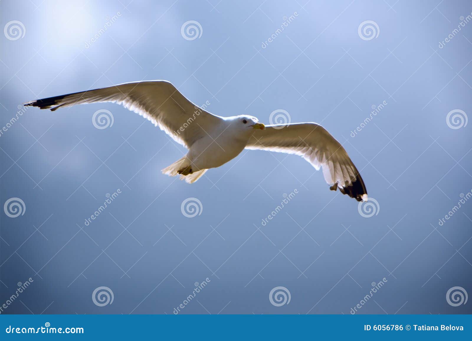 Gabbiani durante il volo fotografia stock. Immagine di animale - 6056786