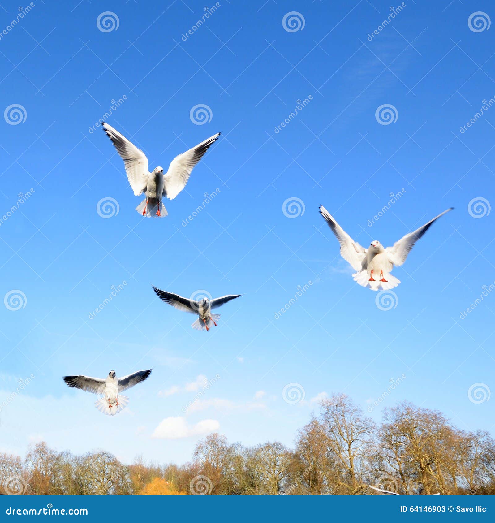 Gabbiani in volo immagine stock. Immagine di uccelli - 64146903