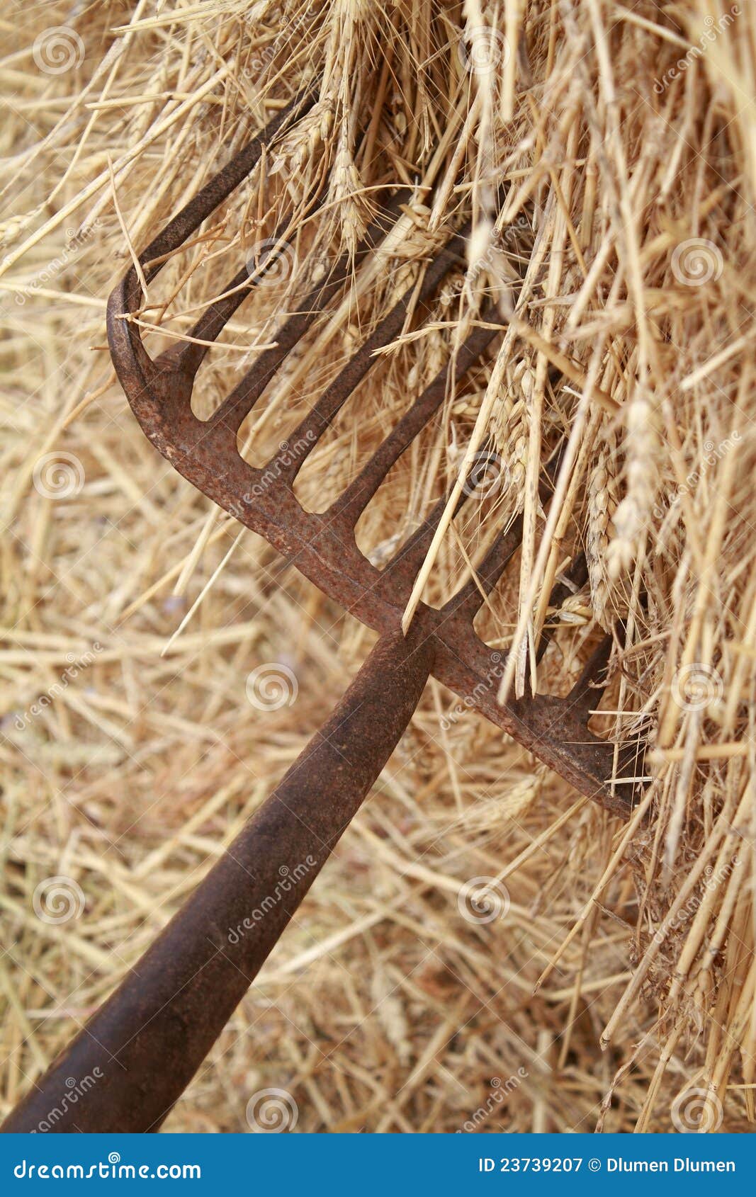 Gabel und Heu stockbild. Bild von zufuhr, pferd, winter - 23739207