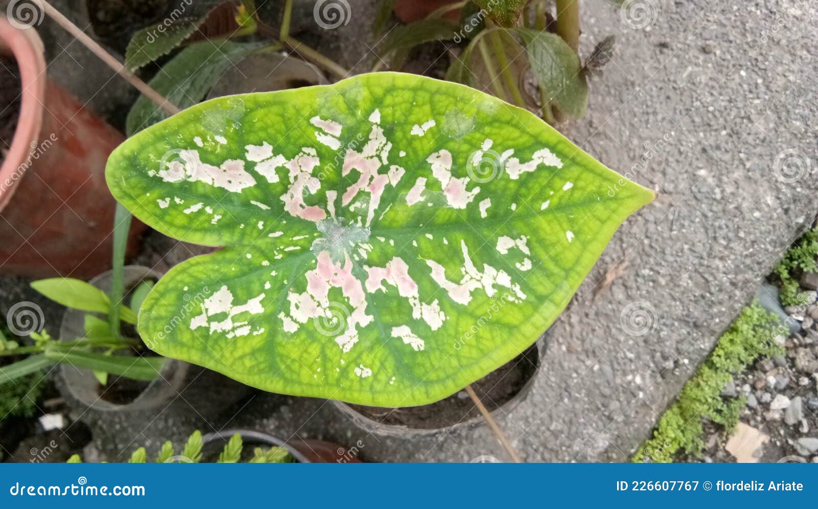 Gabi Gabi Leaf with Light Pink Dot Stock Image - Image of pink, gabi ...