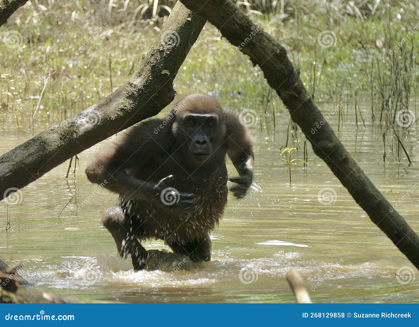 Gabon Gorilla Display Thumping Chest Water Lowland Action Stock Photo ...