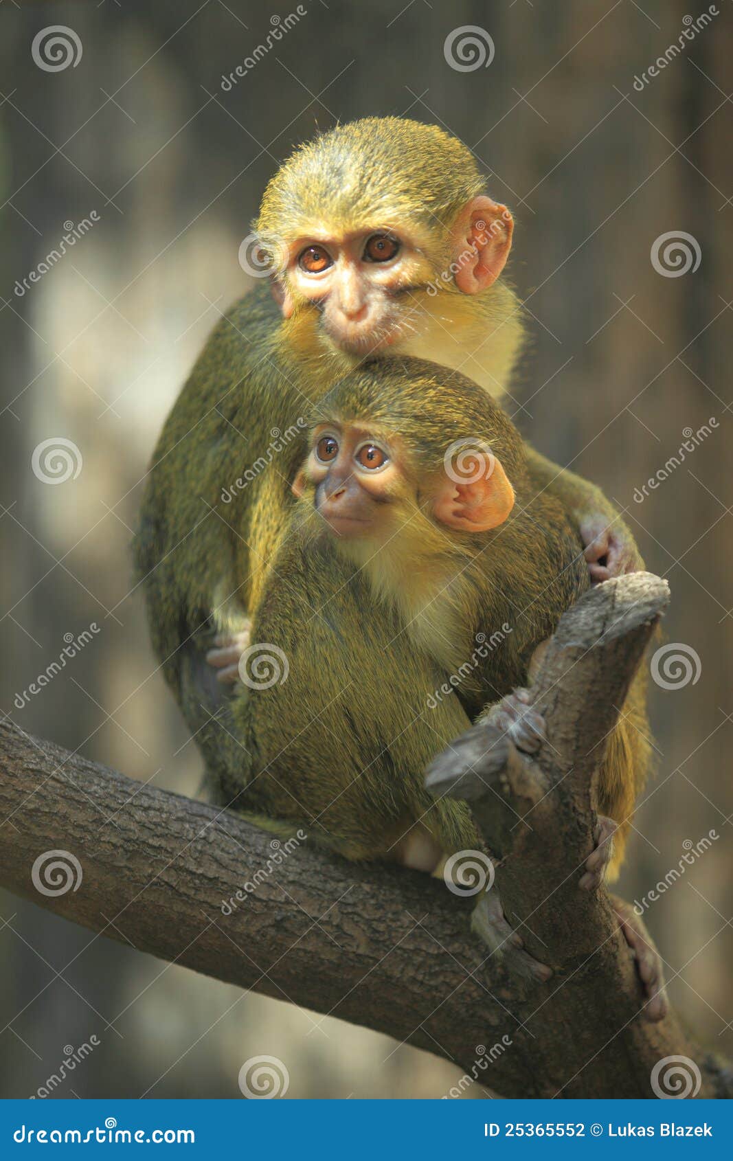 Gabon talapoin stock photo. Image of northern, miopithecus - 25365552