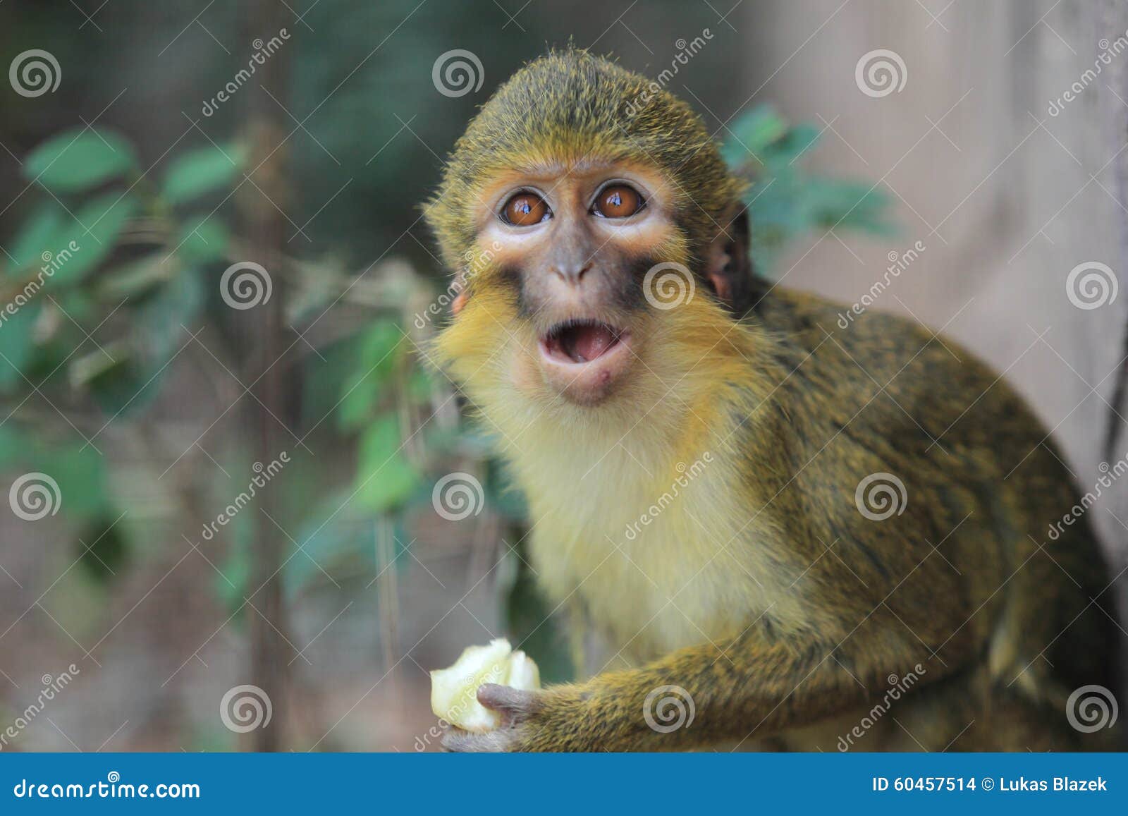 Gabon talapoin stock photo. Image of food, eating, ogouensis - 60457514