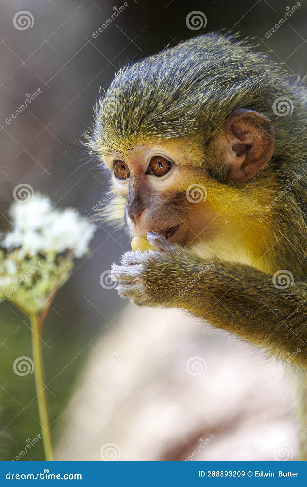 The Gabon Talapoin (Miopithecus Ogouensis) Stock Image - Image of ...