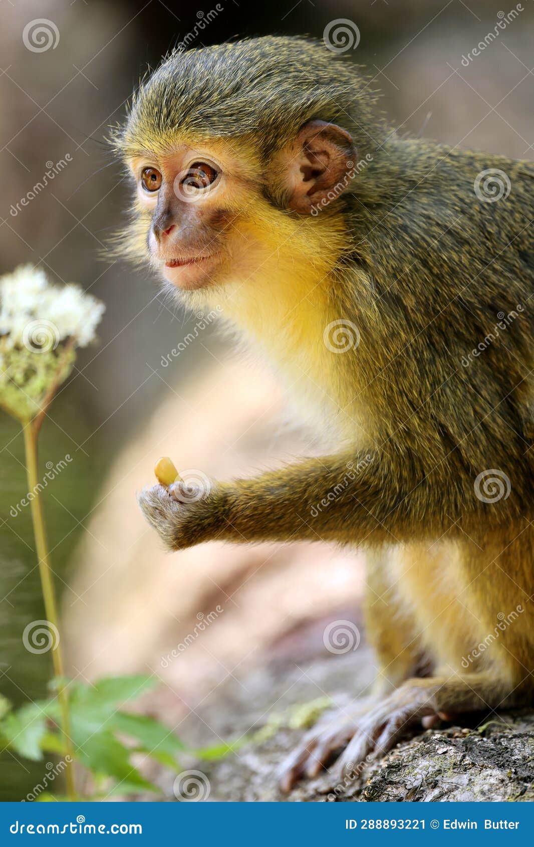 The Gabon Talapoin (Miopithecus Ogouensis) Stock Image - Image of child ...