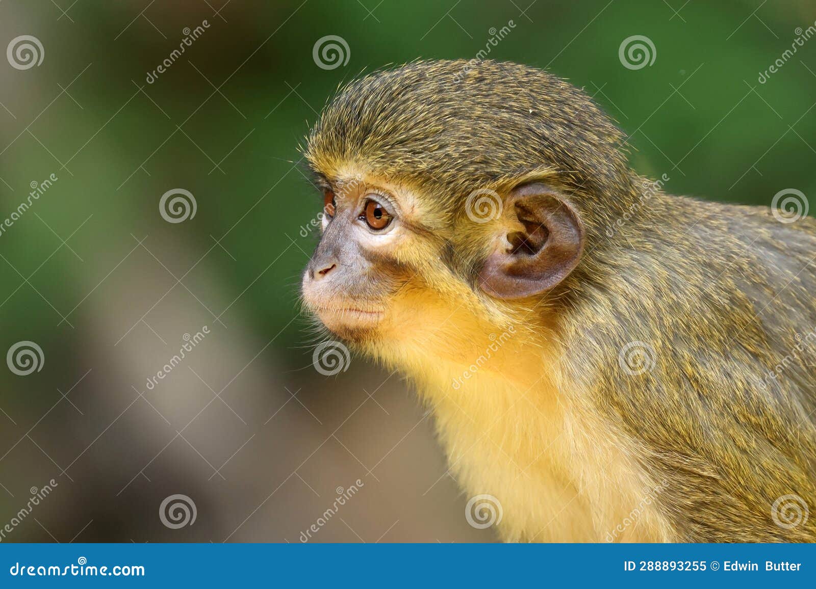 The Gabon Talapoin (Miopithecus Ogouensis) Stock Image - Image of ...