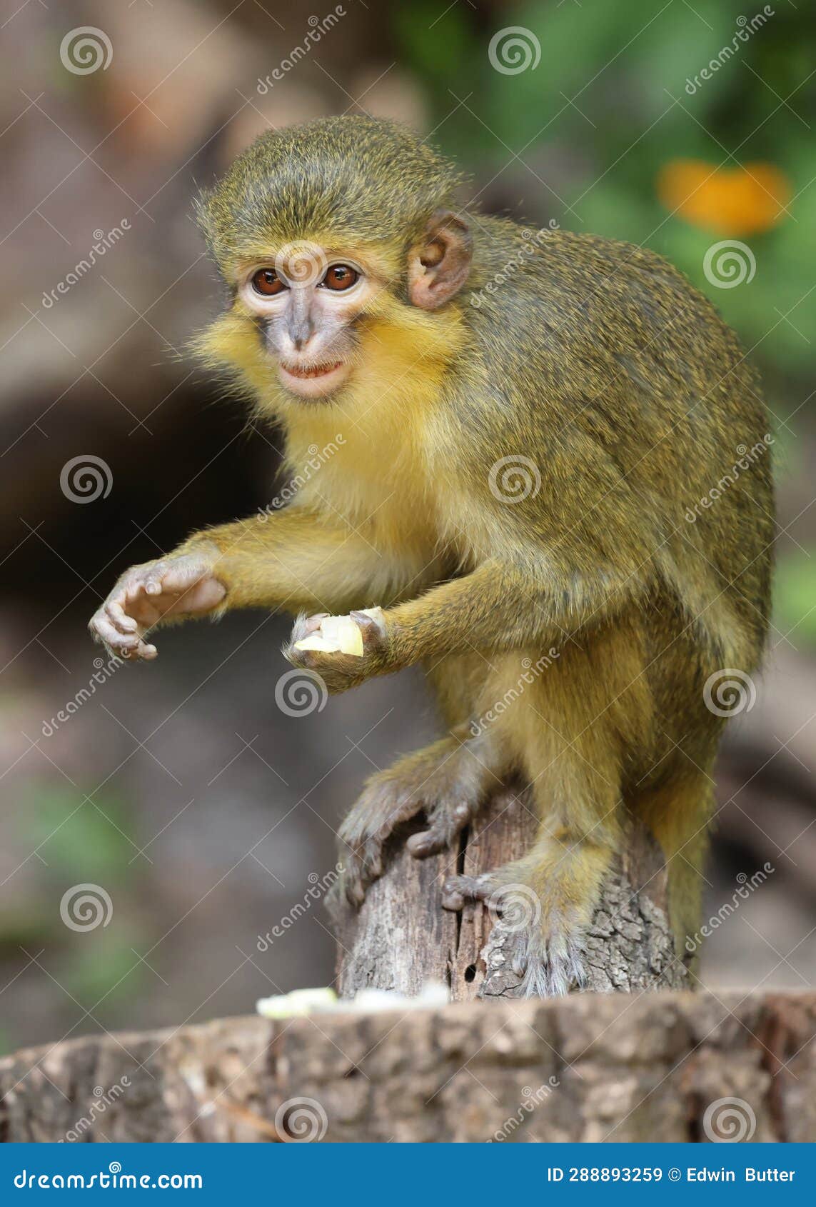 The Gabon Talapoin (Miopithecus Ogouensis) Stock Image - Image of ...