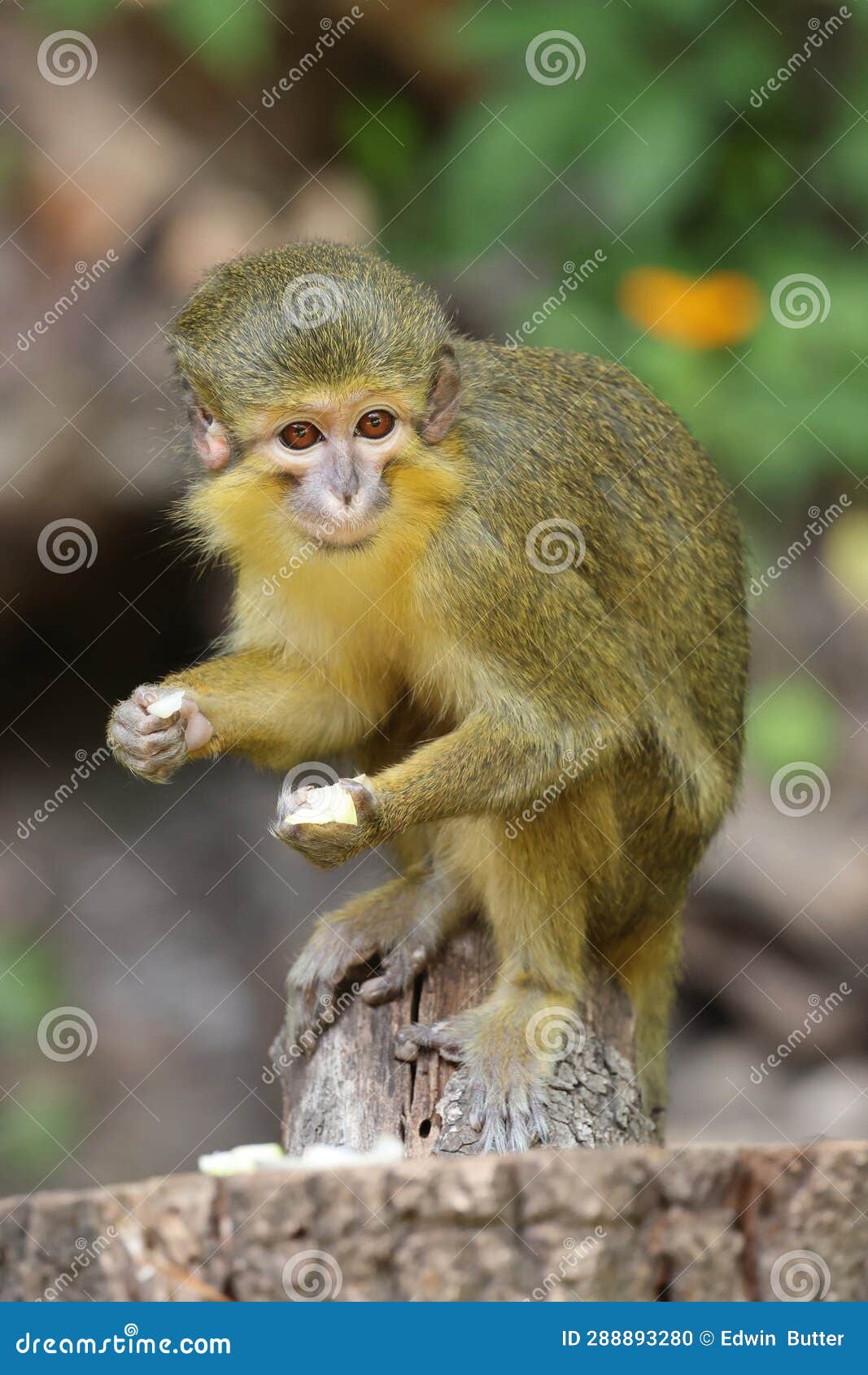 The Gabon Talapoin (Miopithecus Ogouensis) Stock Photo - Image of child ...