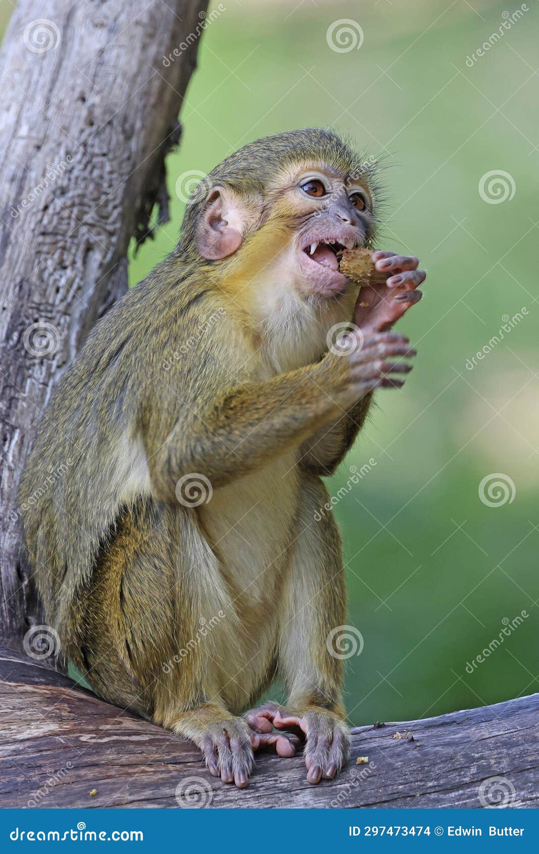 The Gabon Talapoin (Miopithecus Ogouensis) Stock Photo - Image of ...