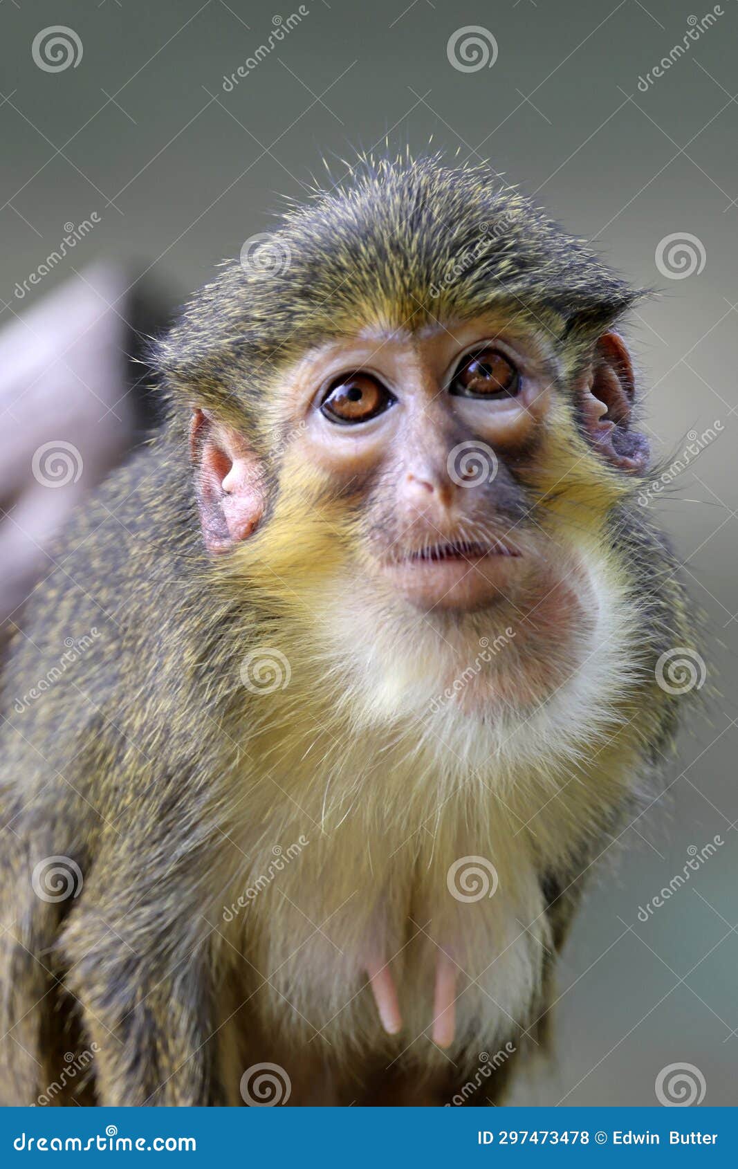 The Gabon Talapoin (Miopithecus Ogouensis) Stock Photo - Image of ...