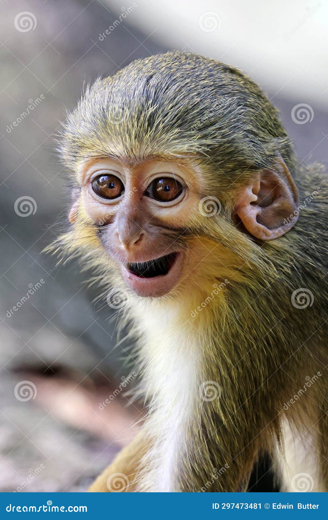 The Gabon Talapoin (Miopithecus Ogouensis) Stock Image - Image of cute ...