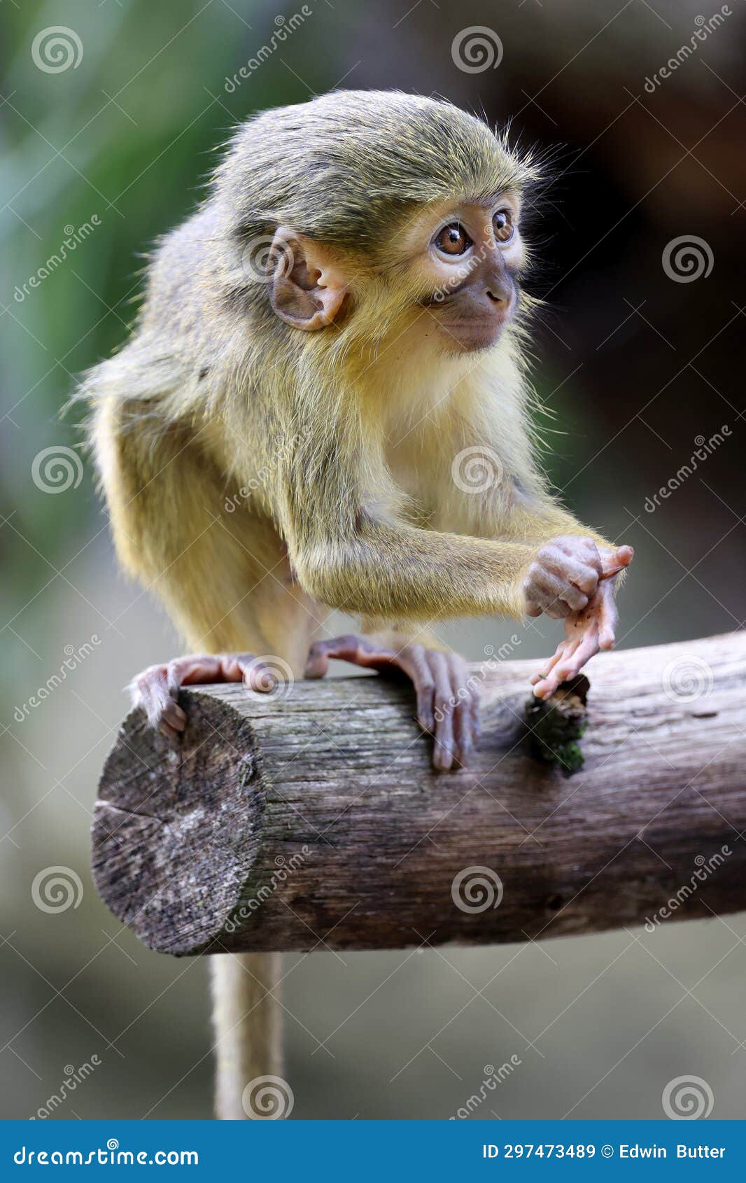 The Gabon Talapoin (Miopithecus Ogouensis) Stock Image - Image of ...