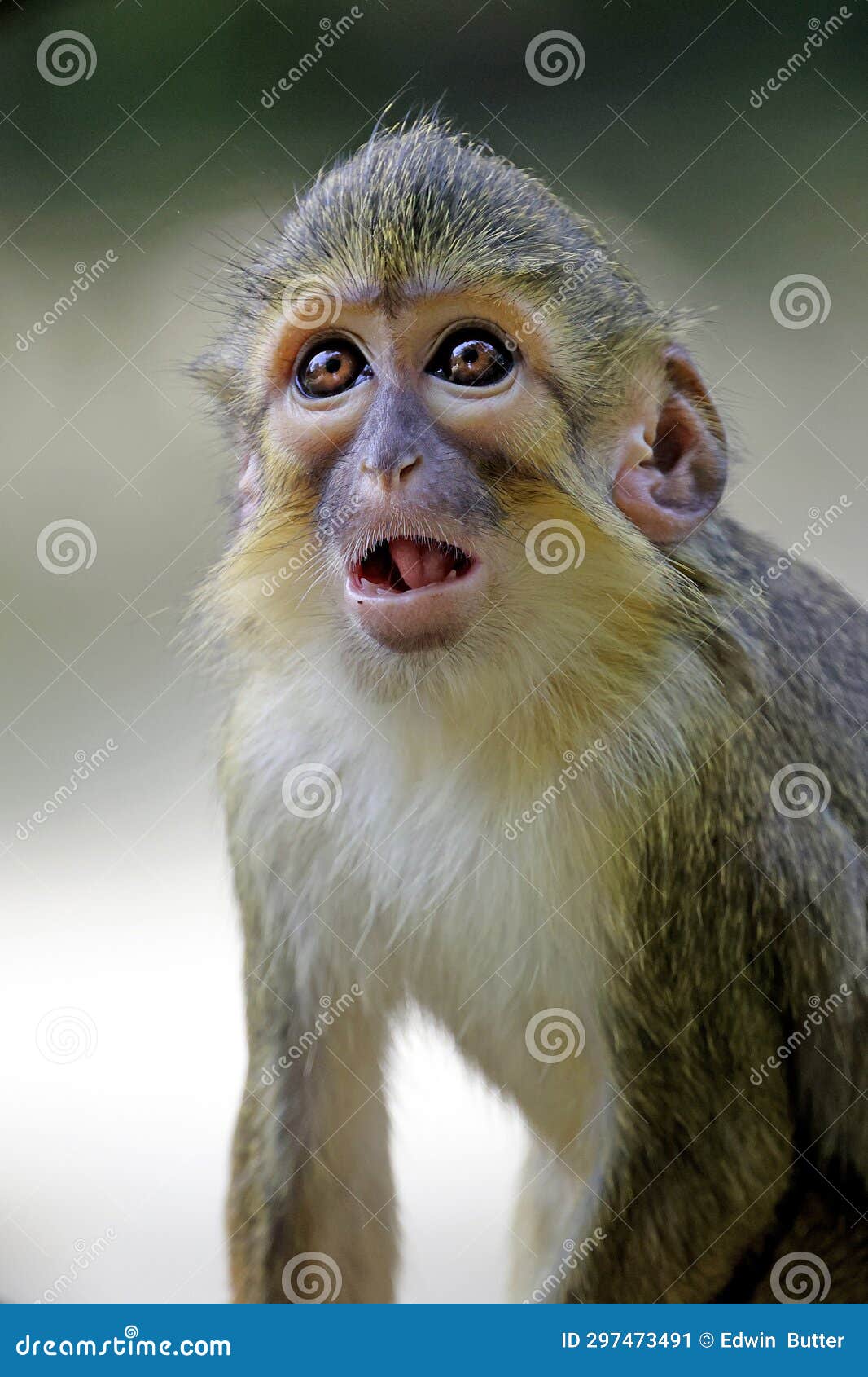 The Gabon Talapoin (Miopithecus Ogouensis) Stock Image - Image of ...