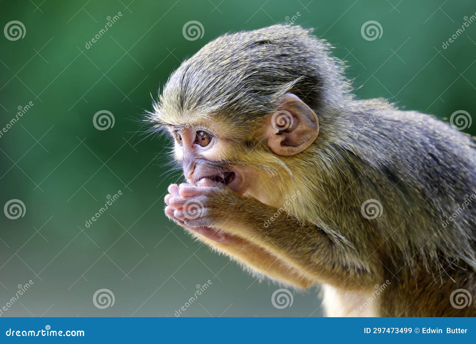 The Gabon Talapoin (Miopithecus Ogouensis) Stock Image - Image of ...