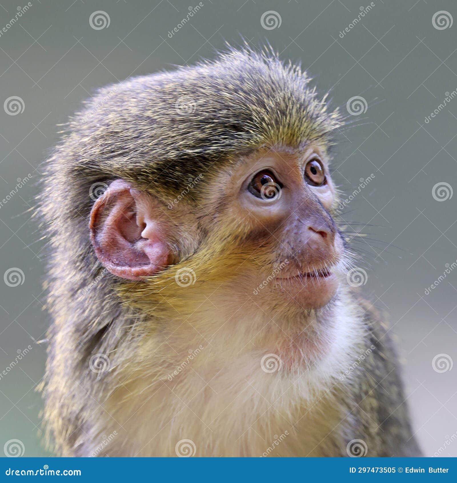 The Gabon Talapoin (Miopithecus Ogouensis) Stock Image - Image of ...