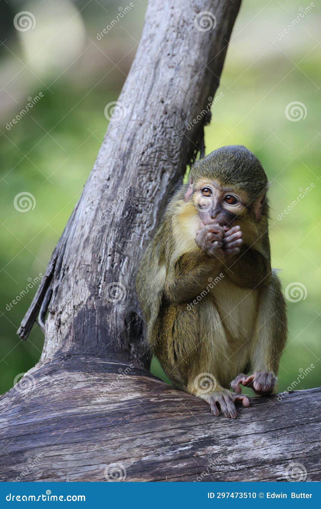 The Gabon Talapoin (Miopithecus Ogouensis) Stock Photo - Image of face ...