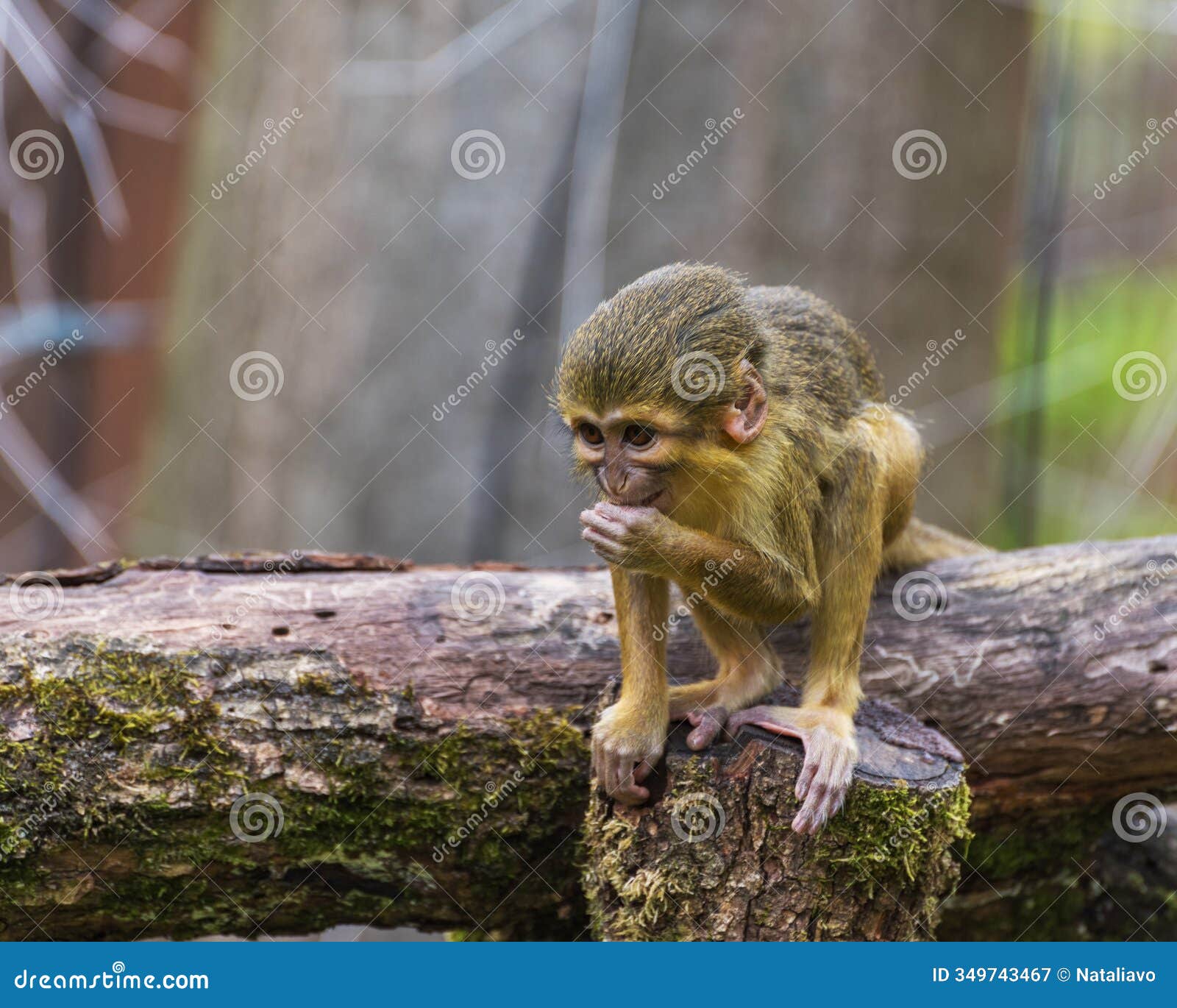 The Gabon Talapoin, Miopithecus Ogouensis Stock Image - Image of animal ...