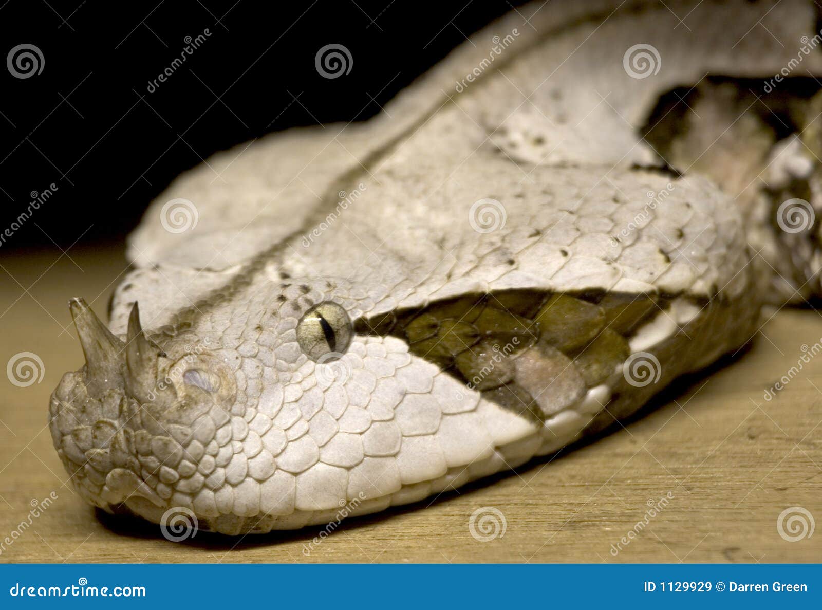 Gabon Viper, Bitis Gabonica Stock Image - Image of outside, animal: 1129929