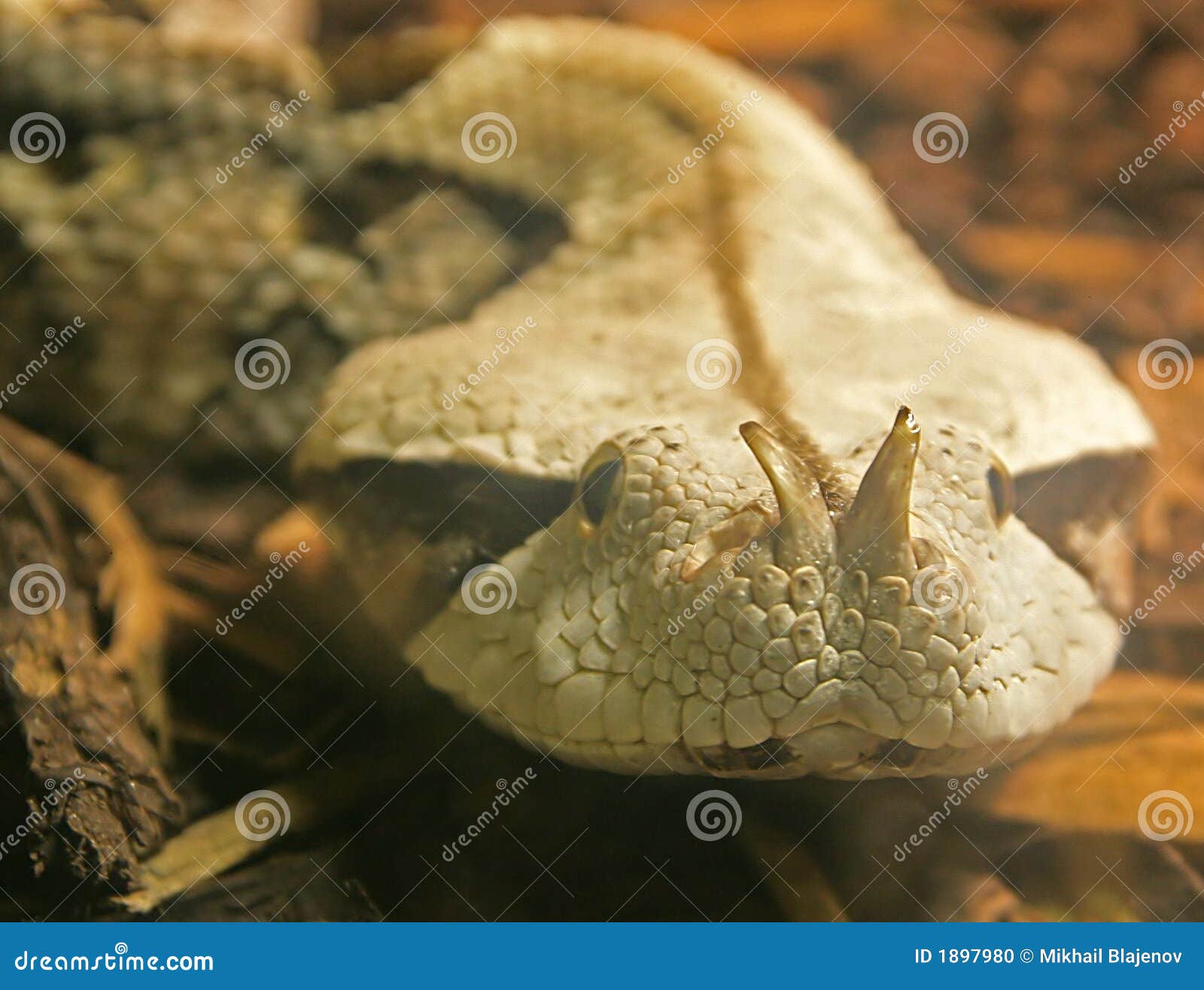 Gaboon Viper 1 stock photo. Image of biting, gaboon, snake - 1897980