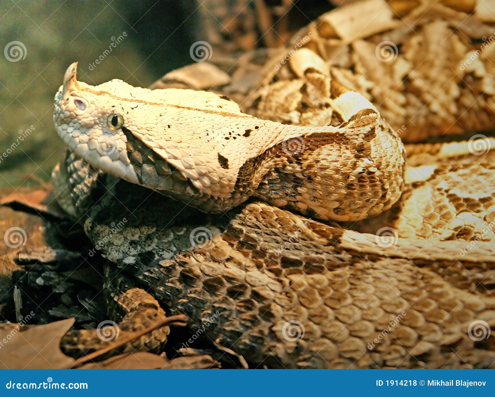 Gaboon Viper 2 stock photo. Image of exotic, viper, gaboon - 1914218