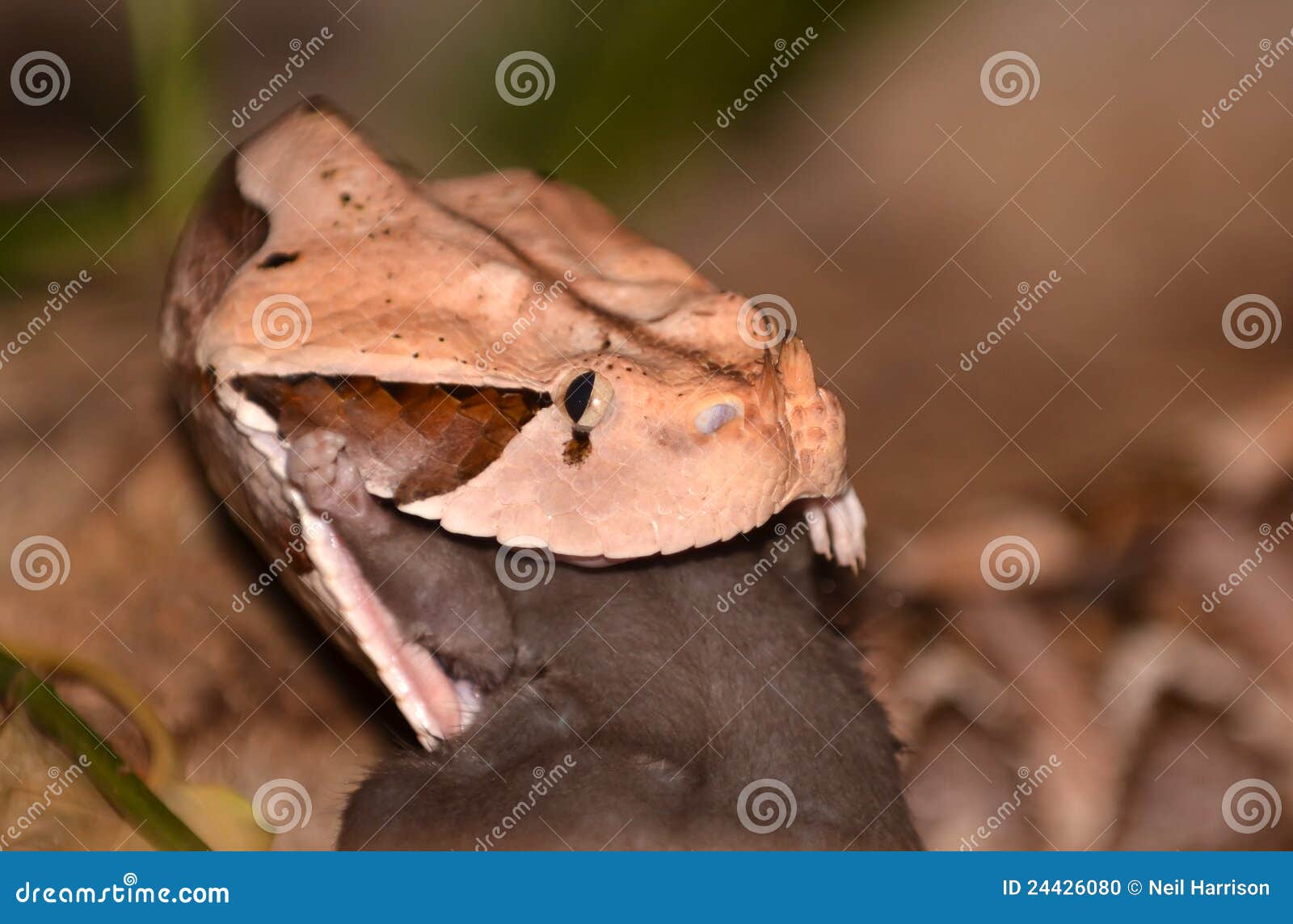 Gaboon Viper stock photo. Image of largest, venom, gabonica - 24426080