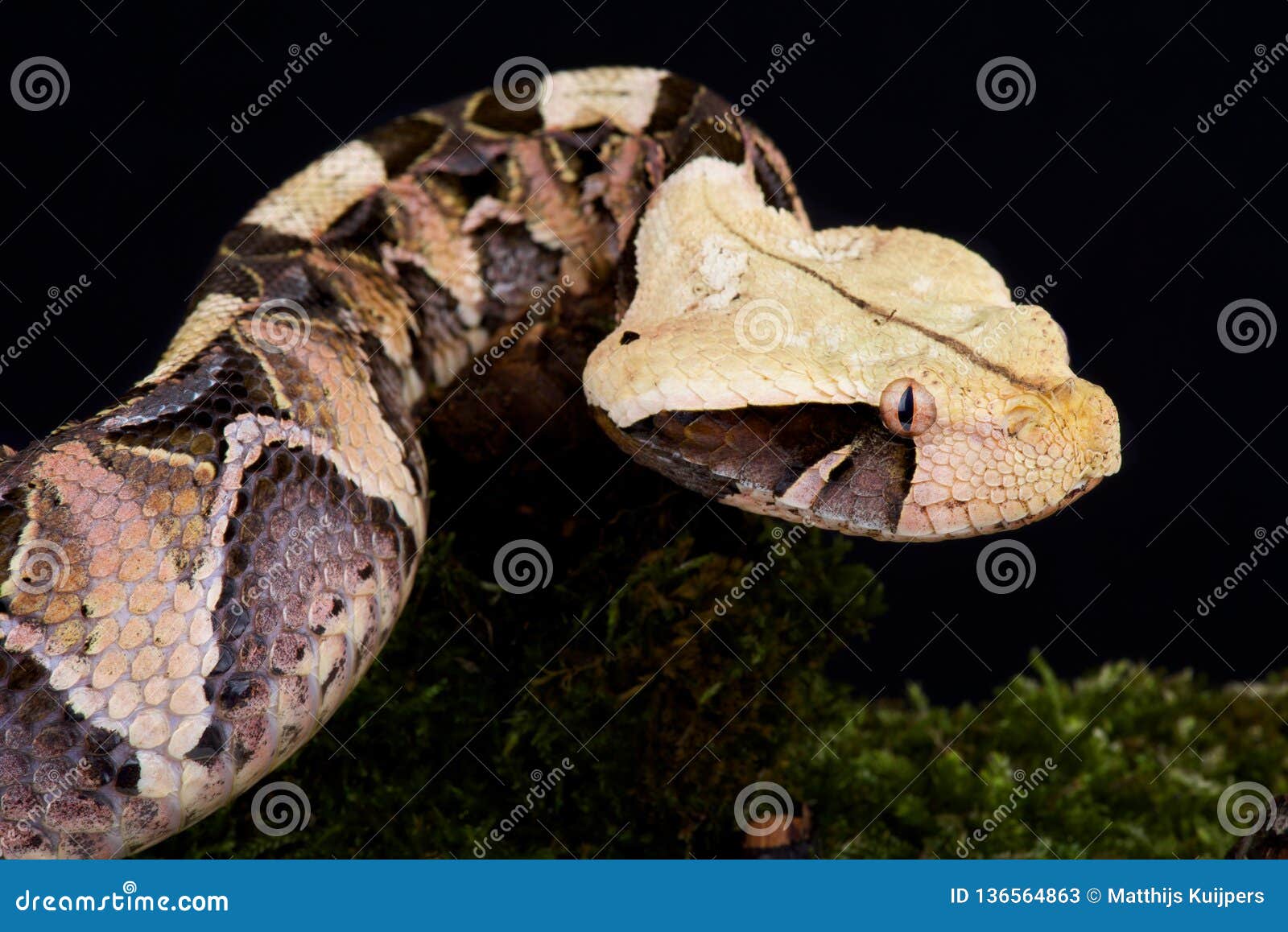 Gaboon Viper Bitis Gabonica Gabonica Stock Image - Image of species ...