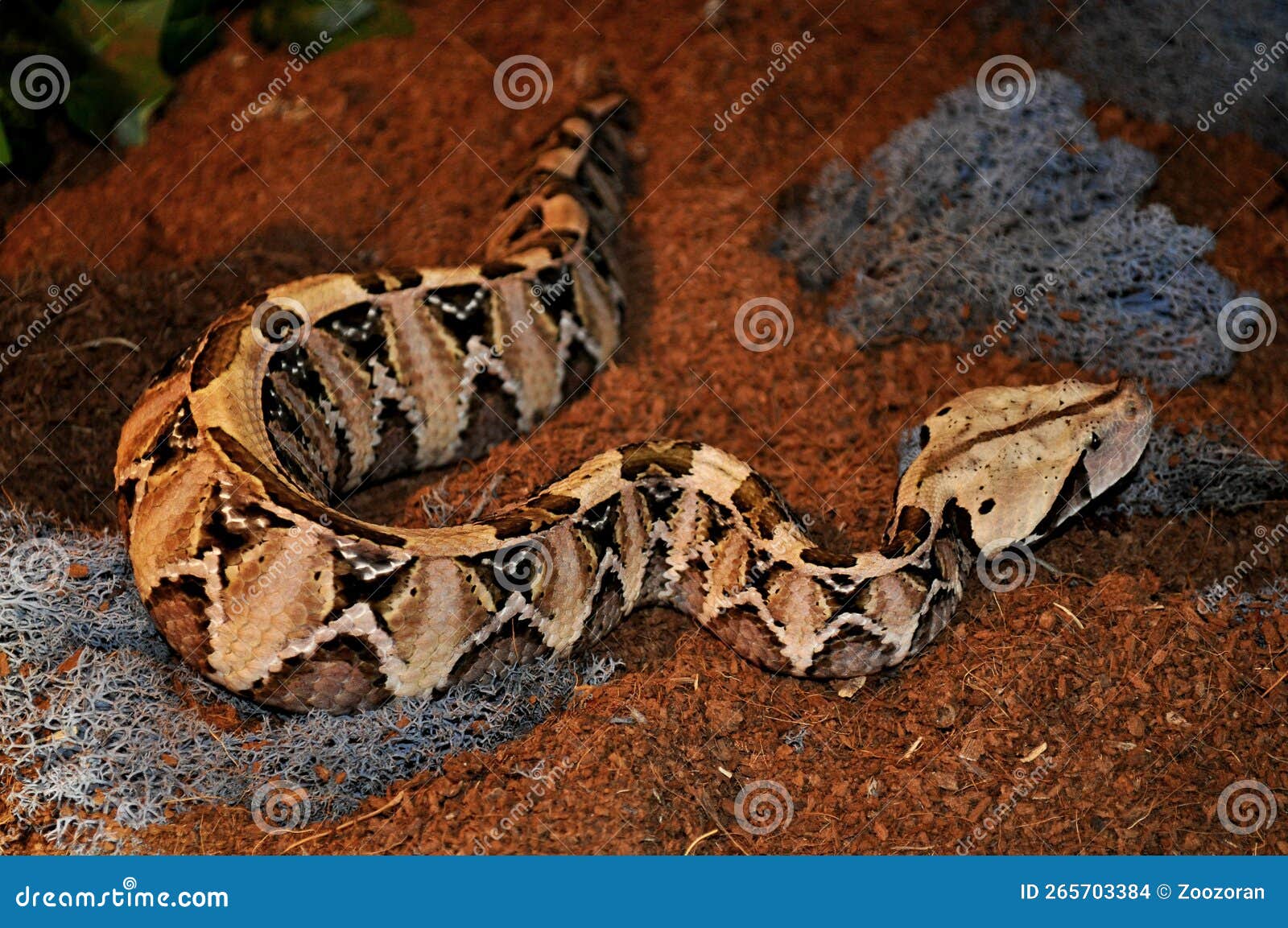 The Portrait Of The Gaboon Viper, Bitis Gabonica Rhinoceros, The ...