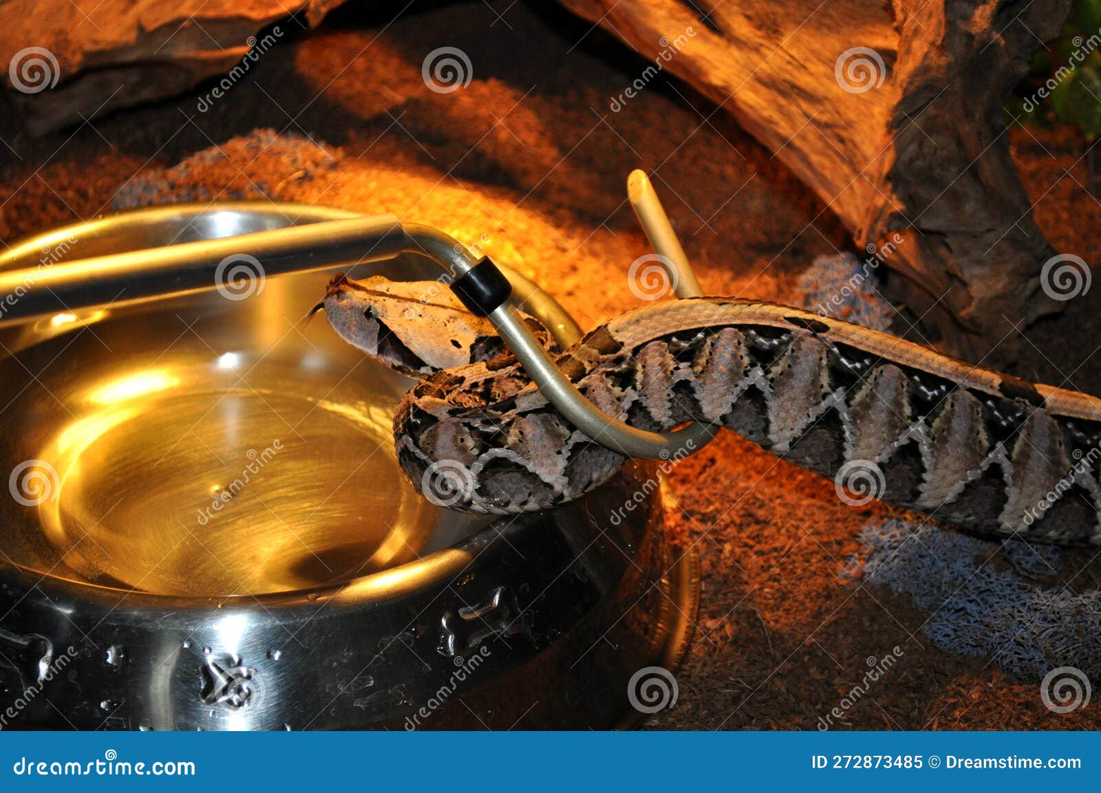 Gaboon Viper Bitis Gabonica Imagen de archivo - Imagen de serbia ...