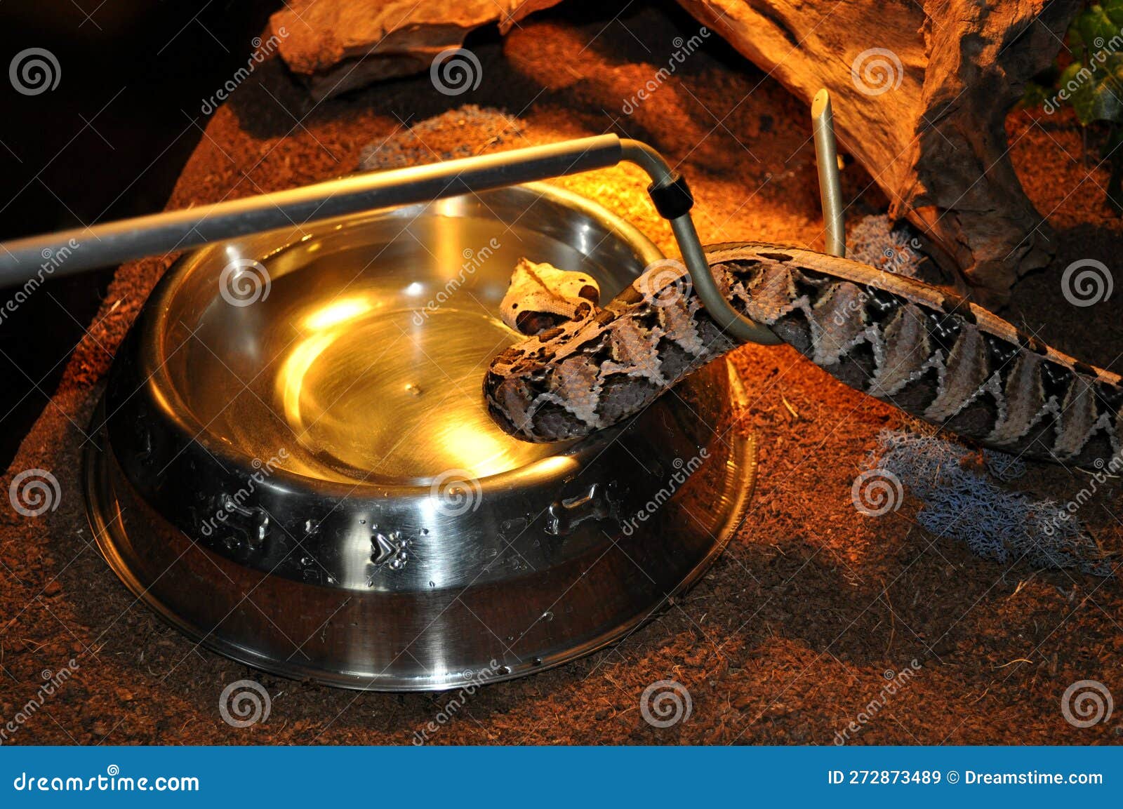 Gaboon Viper Bitis Gabonica Imagen de archivo - Imagen de fuego ...