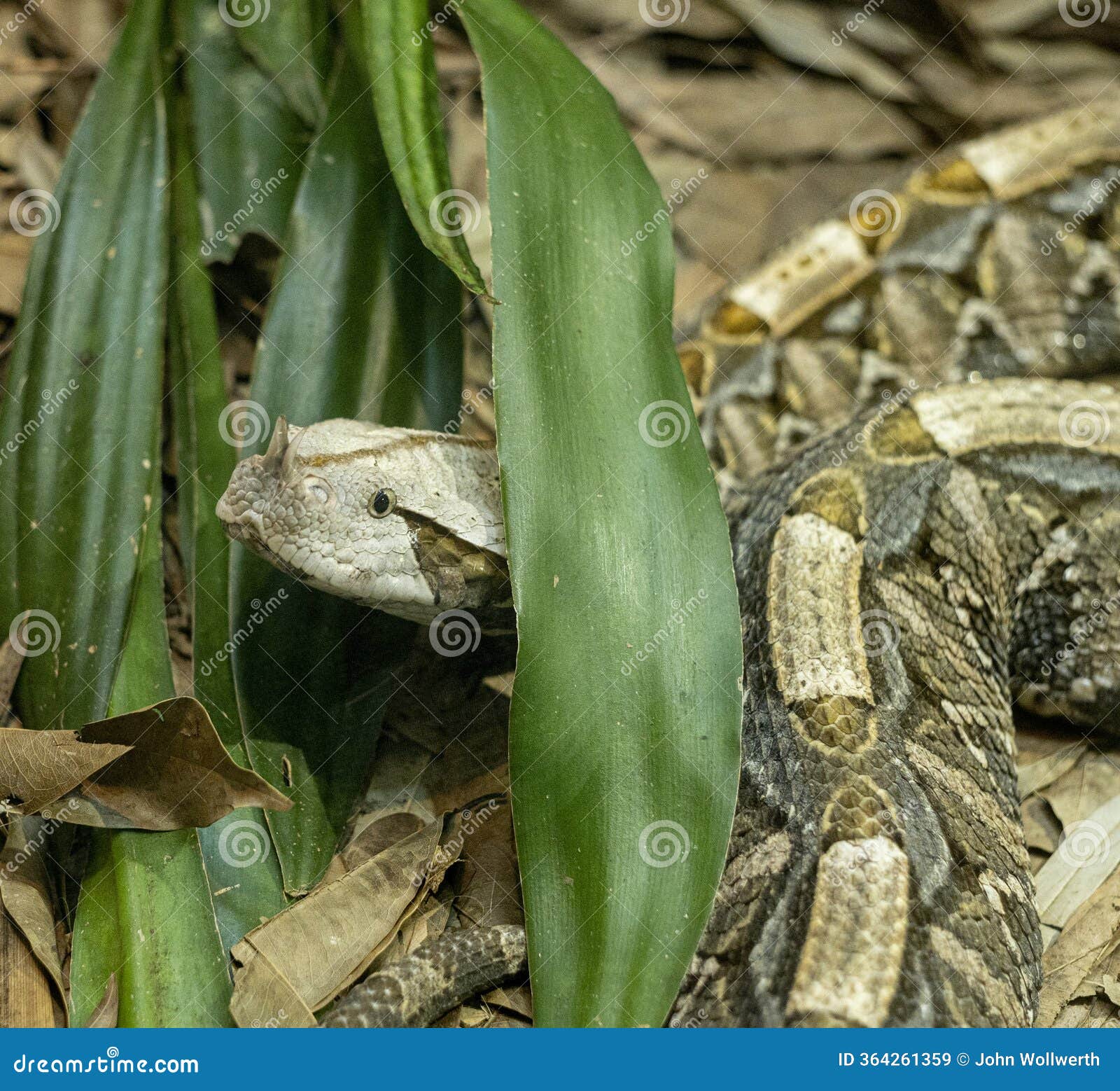 Bitis Gabonica, Gaboon Viper , Bitis Gabonica Stock Image ...