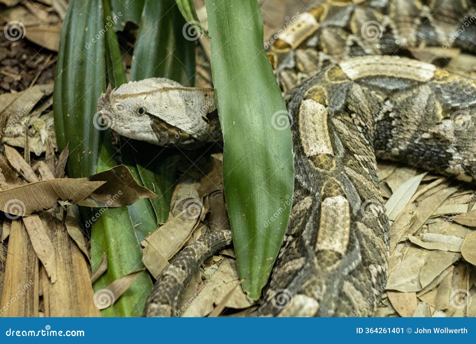Gaboon Viper Or Western Gaboon Viper, Viperidae Stock Photo ...