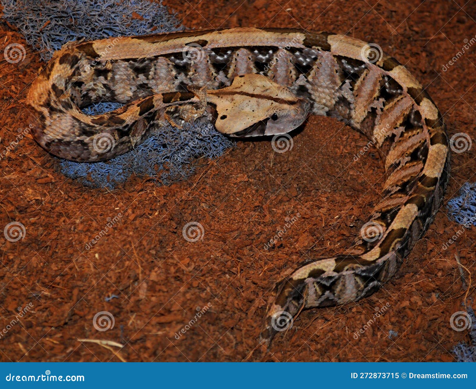 Gaboon Viper (Bitis Gabonica) Stock Image - Image of serbia, danger ...