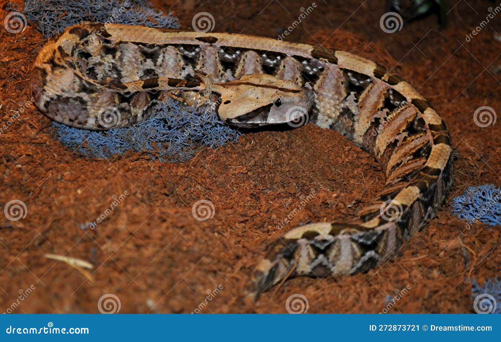 Gaboon Viper (Bitis Gabonica) Royalty-Free Stock Photo | CartoonDealer ...