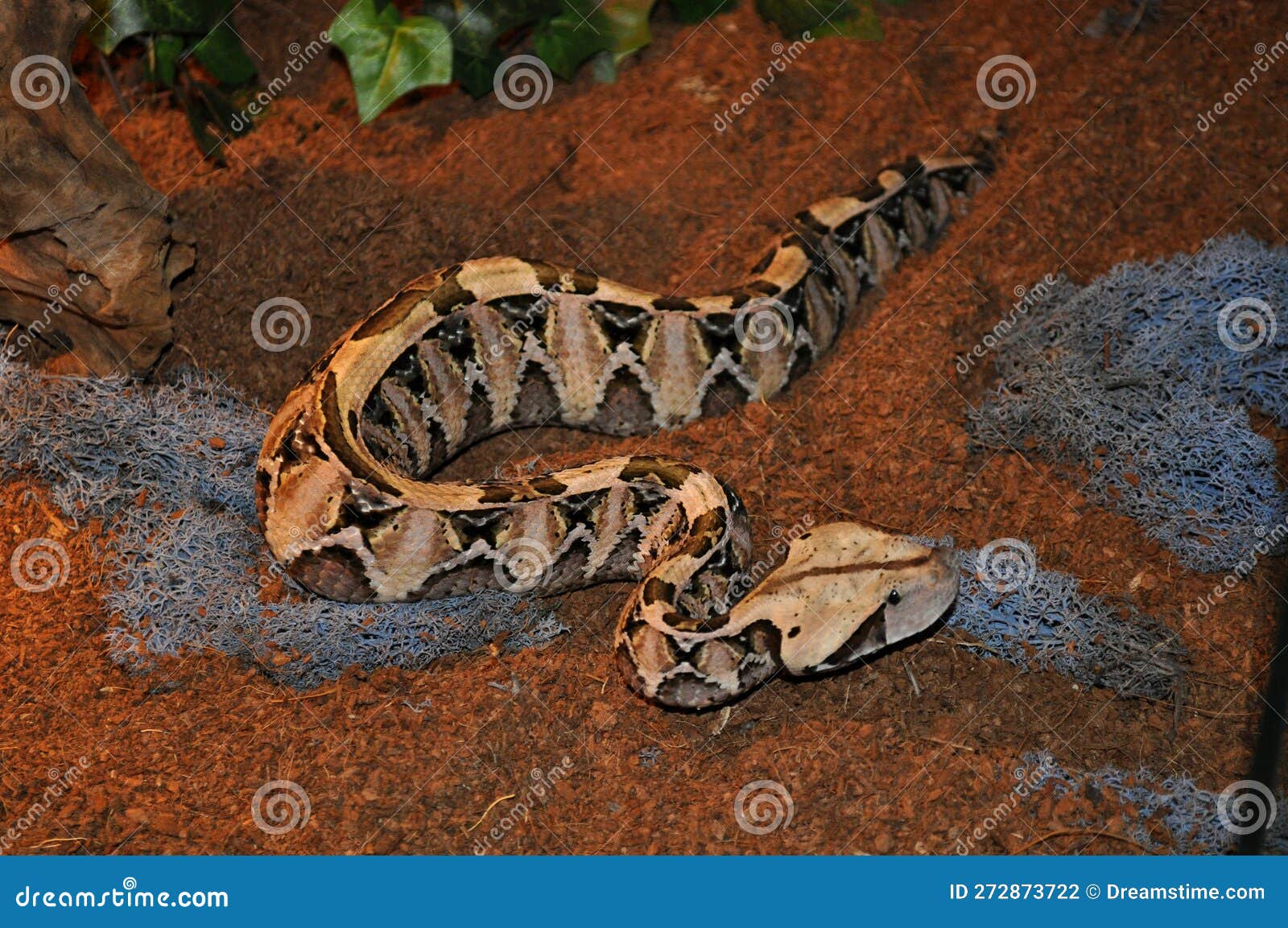 Gaboon Viper (Bitis Gabonica) Royalty-Free Stock Image | CartoonDealer ...