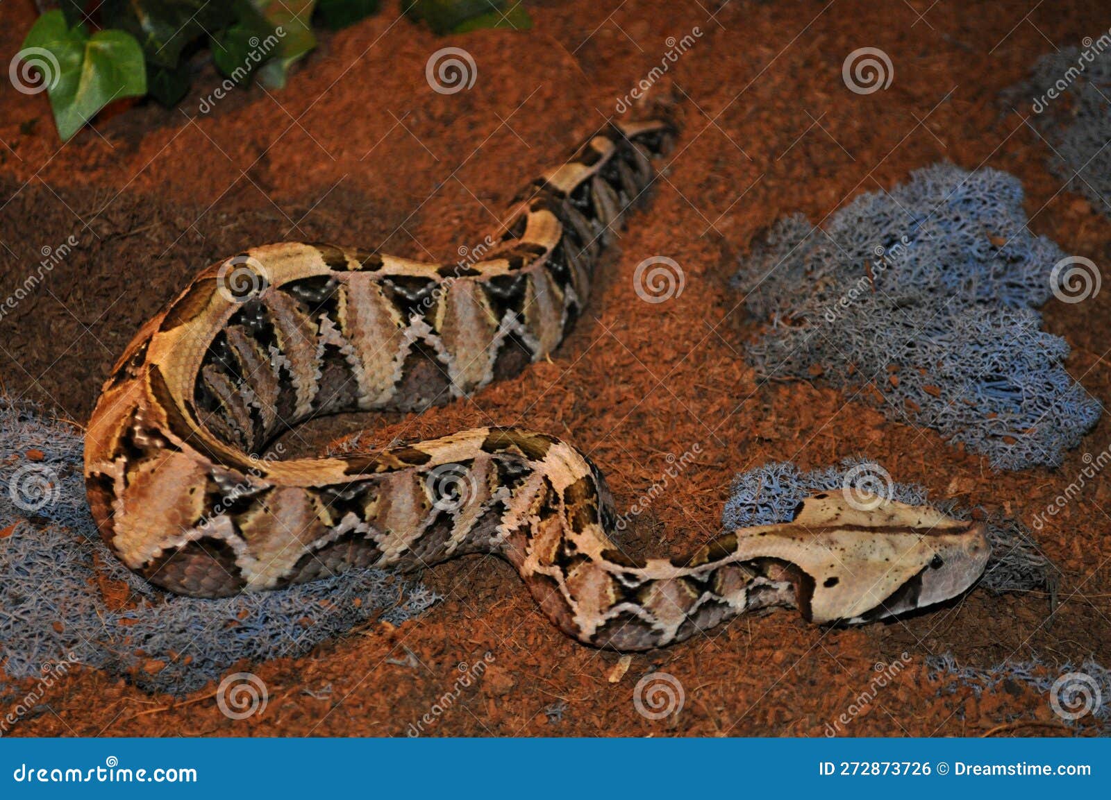 Gaboon Viper (Bitis Gabonica) Stock Photo - Image of dangerous, wild ...