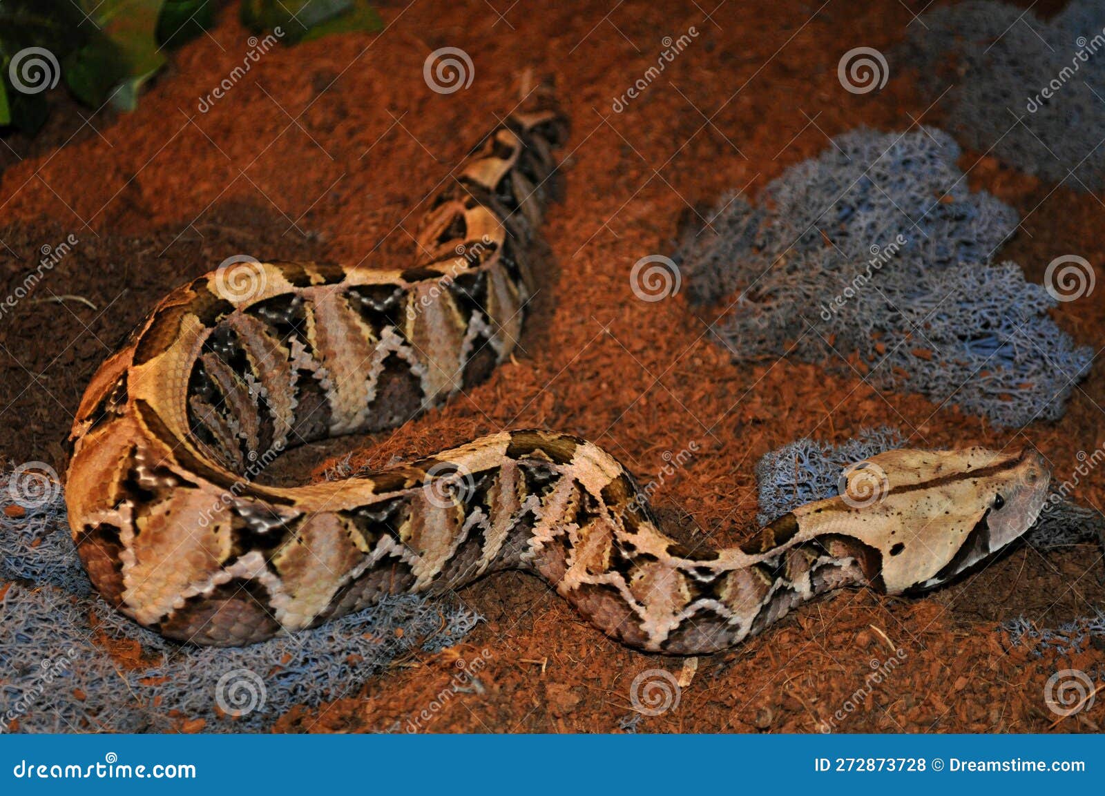 Gaboon Viper (Bitis Gabonica) Royalty-Free Stock Image | CartoonDealer ...