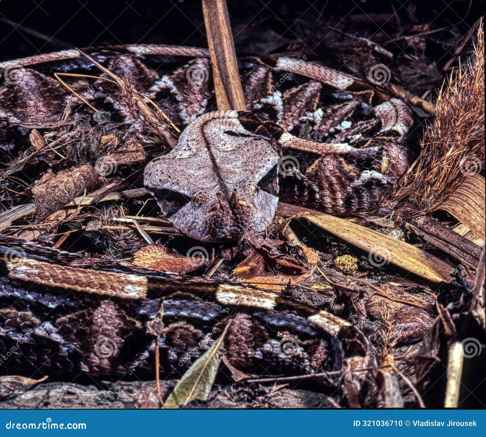 The Gaboon Viper, Bitis Gabonica Rhinoceros, Is The Largest Viper With ...
