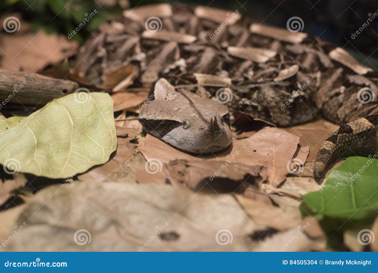 Gaboon Viper stock photo. Image of hemotoxic, fear, poisonous - 84505304
