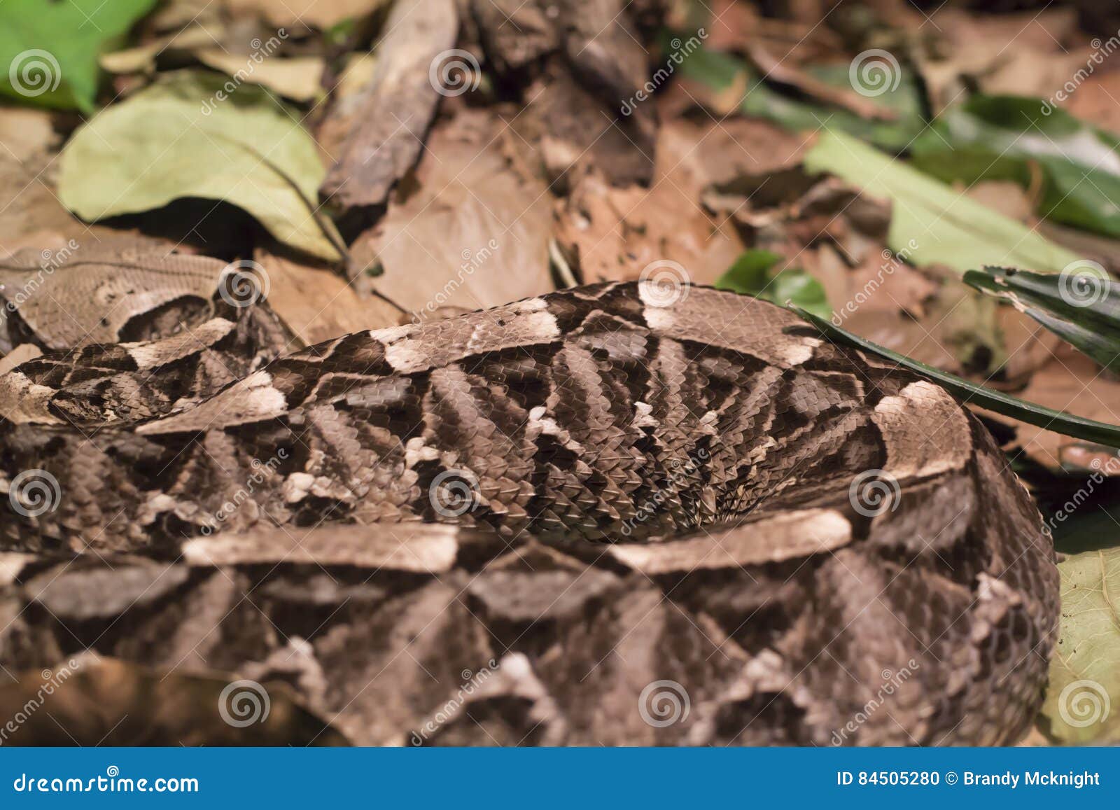 Gaboon Viper stock photo. Image of monster, jungle, deadly - 84505280