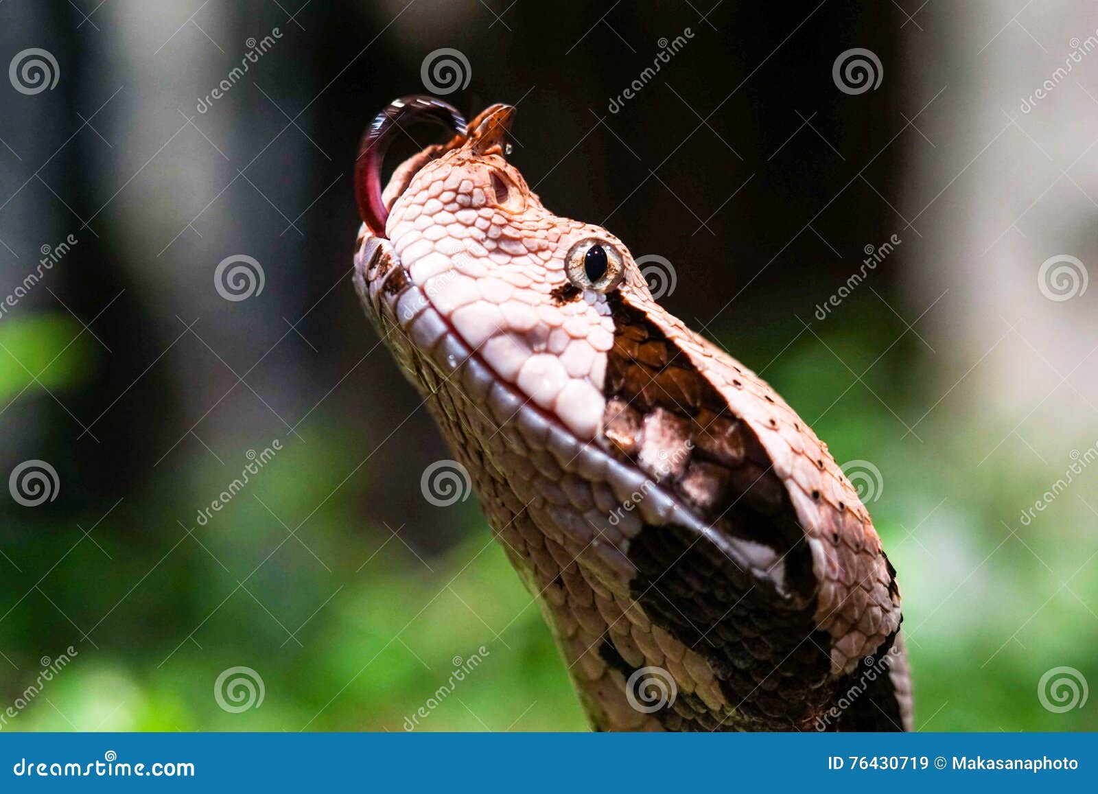 Gaboon Viper Macro Eating a Rat Stock Image - Image of fear, venomous ...