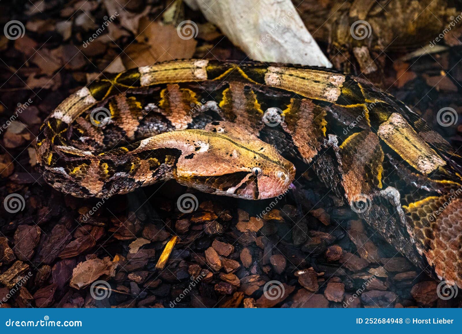 Gaboon Viper Or Western Gaboon Viper Bitis Gabonica, Viperidae Stock ...