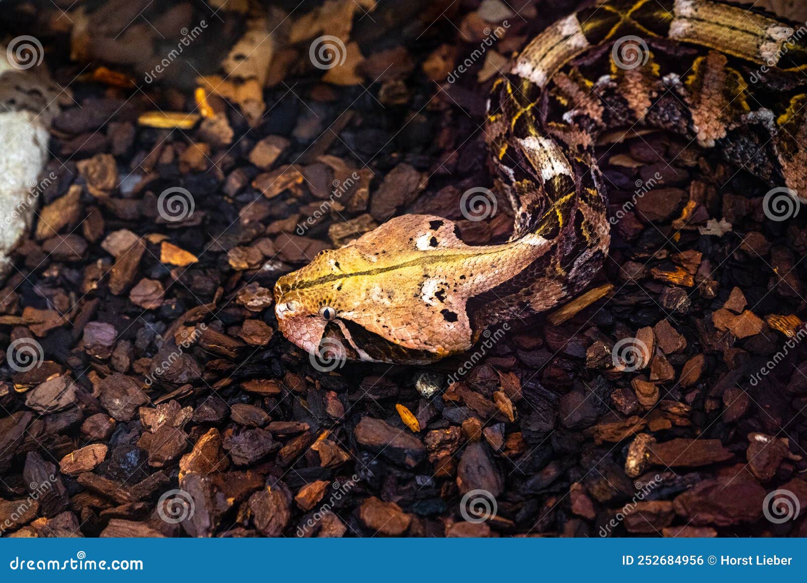 Gaboon Viper or Western Gaboon Viper Bitis Gabonica, Viperidae Stock ...
