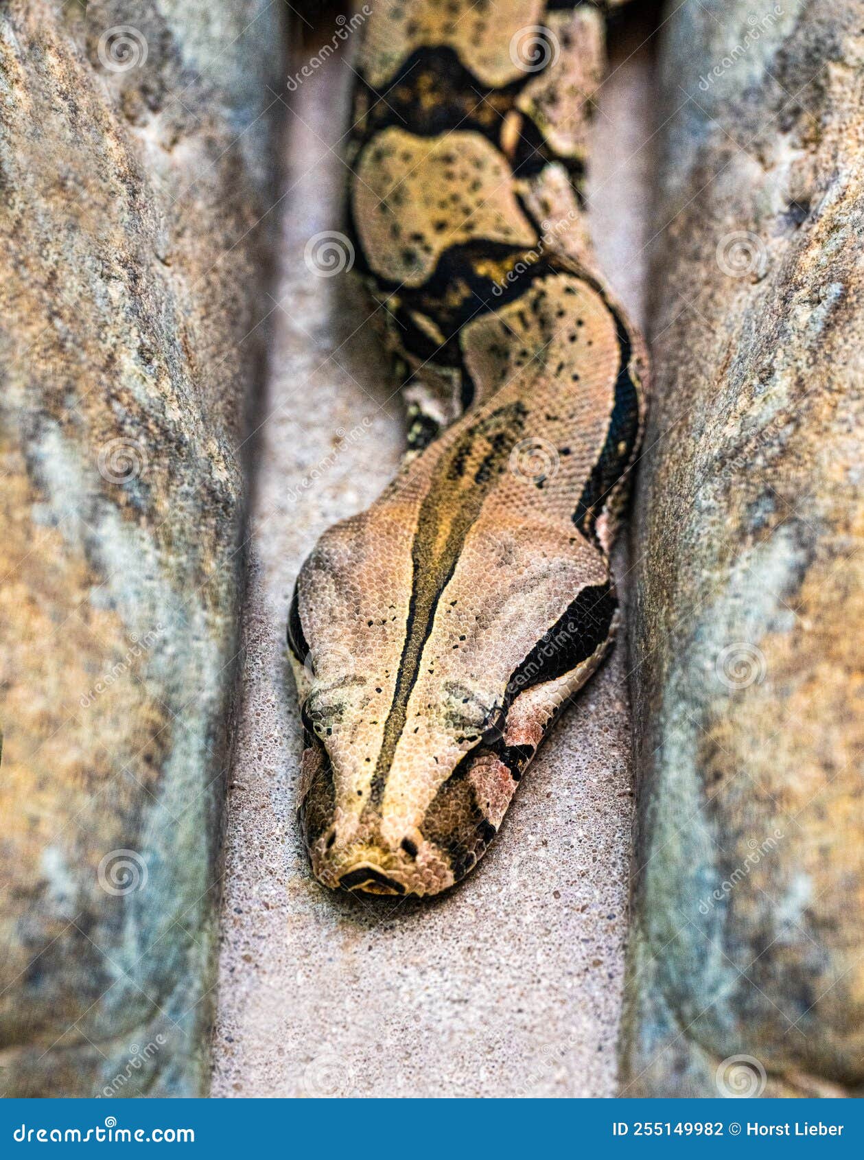 Gaboon Viper or Western Gaboon Viper, Viperidae Stock Photo - Image of ...