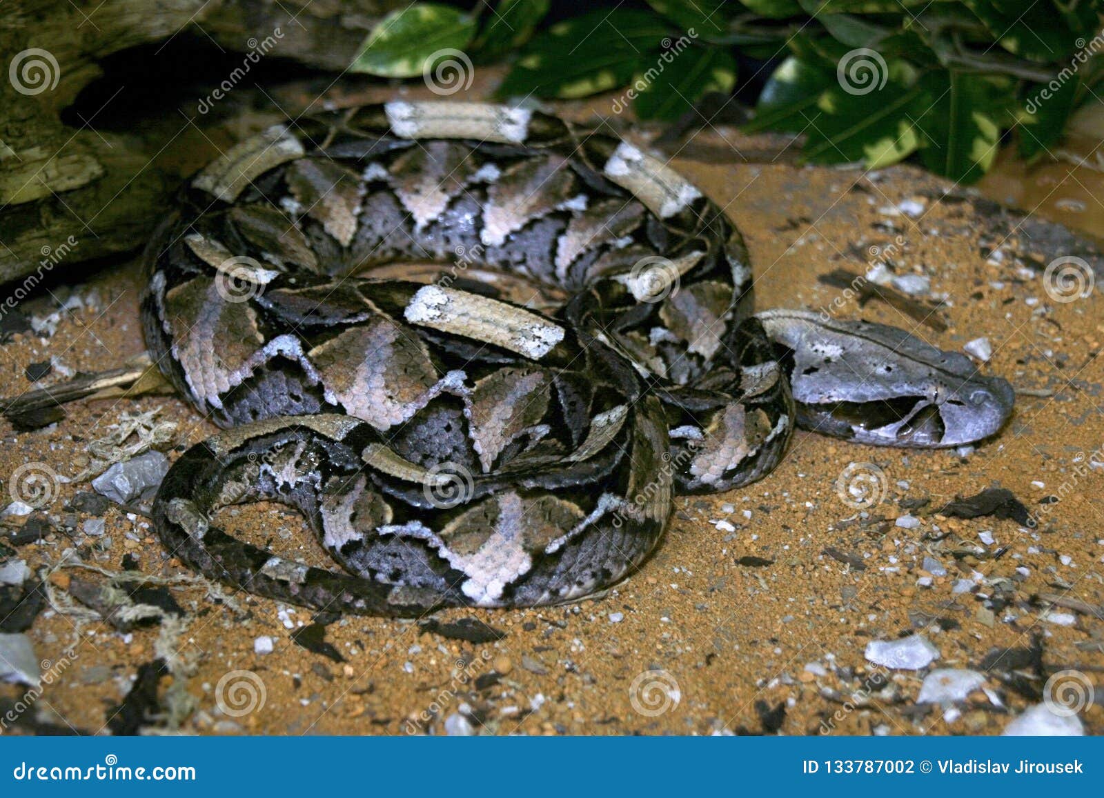 Gaboonadder, Bitis G Gabonica is Onder De Grootste Gifslangen Stock ...