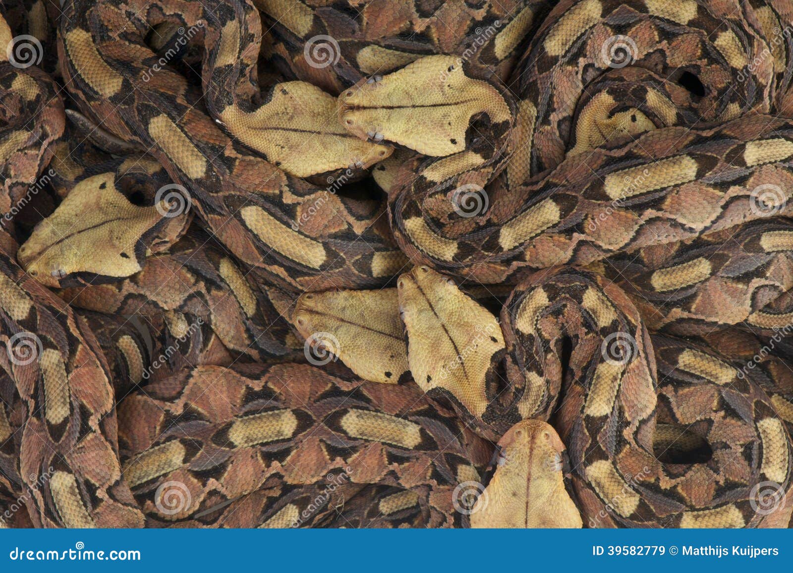 Gaboonadder/Bitis-gabonica stock afbeelding. Image of kameroen - 39582779