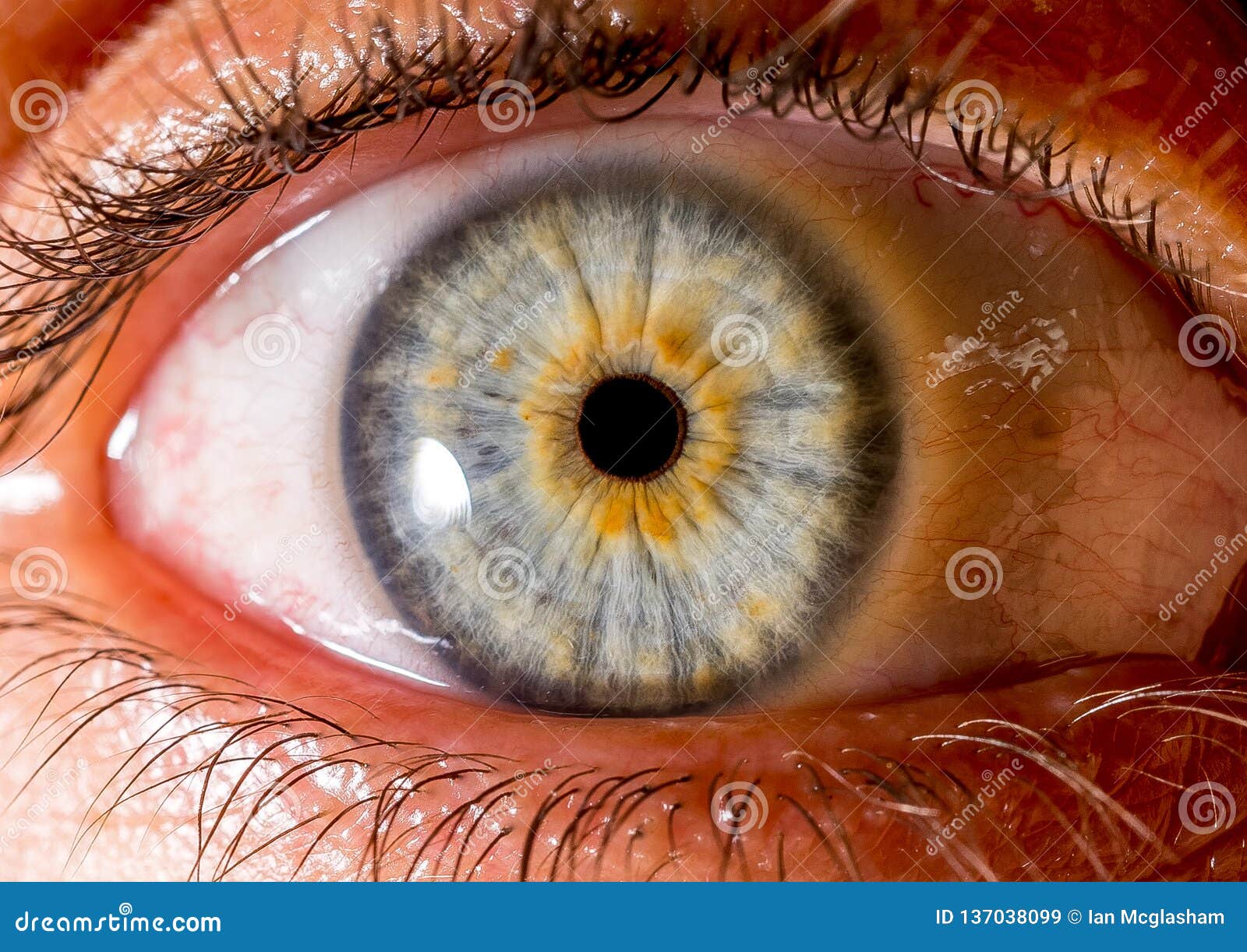 Blood Iris (Iris Sanguinea) Iridaceae Stock Photo | CartoonDealer.com ...